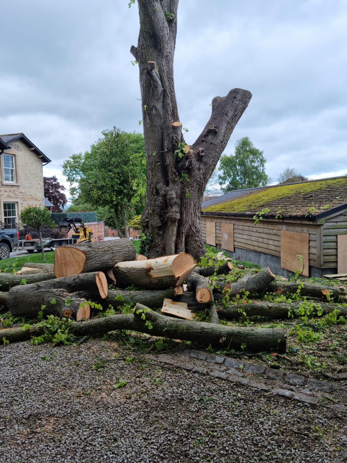 Lime Tree Monolith | Retaining Habitat Trees | DRL Tree Care