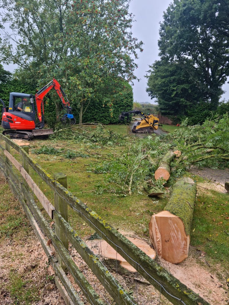 Felling of Ash Trees due to ash Dieback | DRL Tree Care