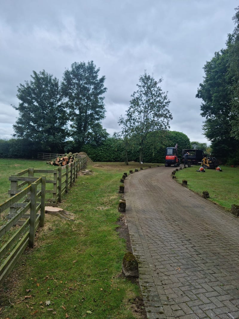 Felling of Ash Trees due to ash Dieback | DRL Tree Care